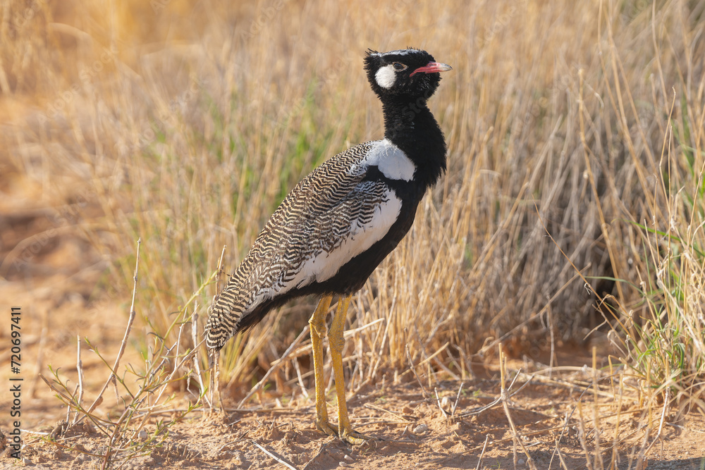 Northern black korhaan, white-quilled bustard - Afrotis afraoides on ...