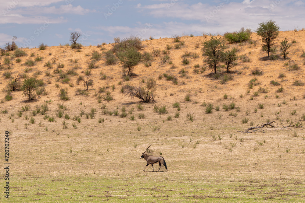 Gemsbok - Oryx gazella - going on desert with red sand of red dunes in ...