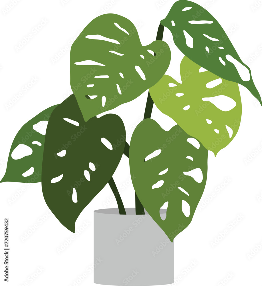 Vetor de Monstera Adansonii Swiss Cheese Plant Flat Vector Illustration do Stock | Adobe Stock