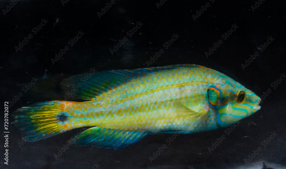 Black Sea fish ocellated wrasse (Symphodus ocellatus), male fish on a ...