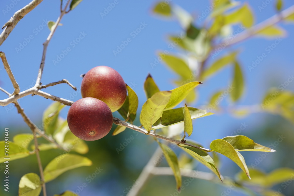 Ripe and semi ripe Camu Camu fruits (Myrciaria dubia) still hanging on ...