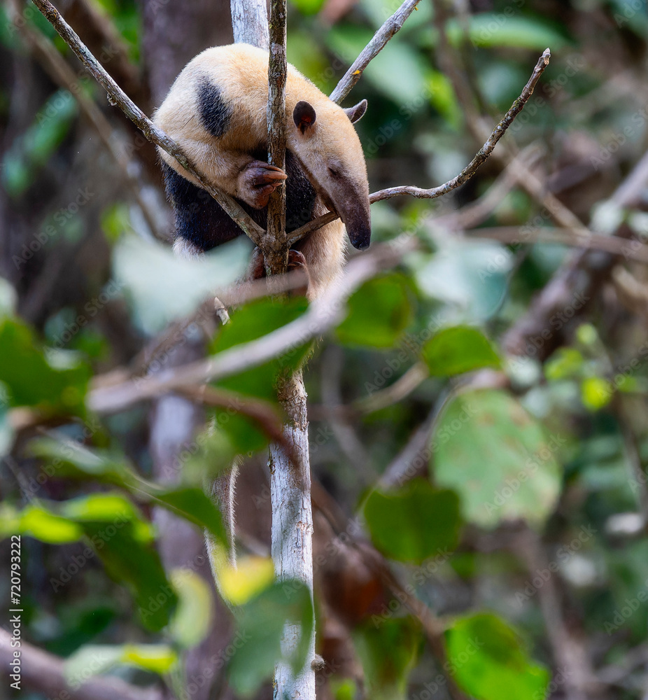 Southern Tamandua (Tamandua tetradactyla) Anteater Clinging to a Tree ...
