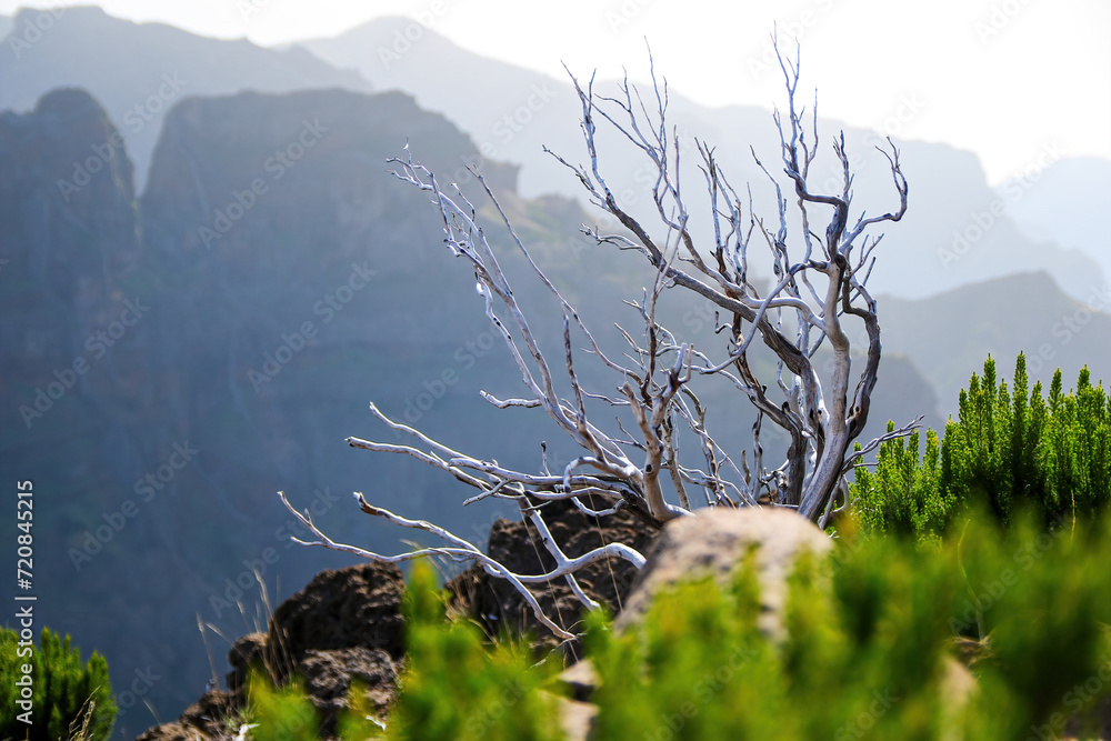 Dead urze ("Erica") tree on the dry slopes of the Pico Ruivo, the ...