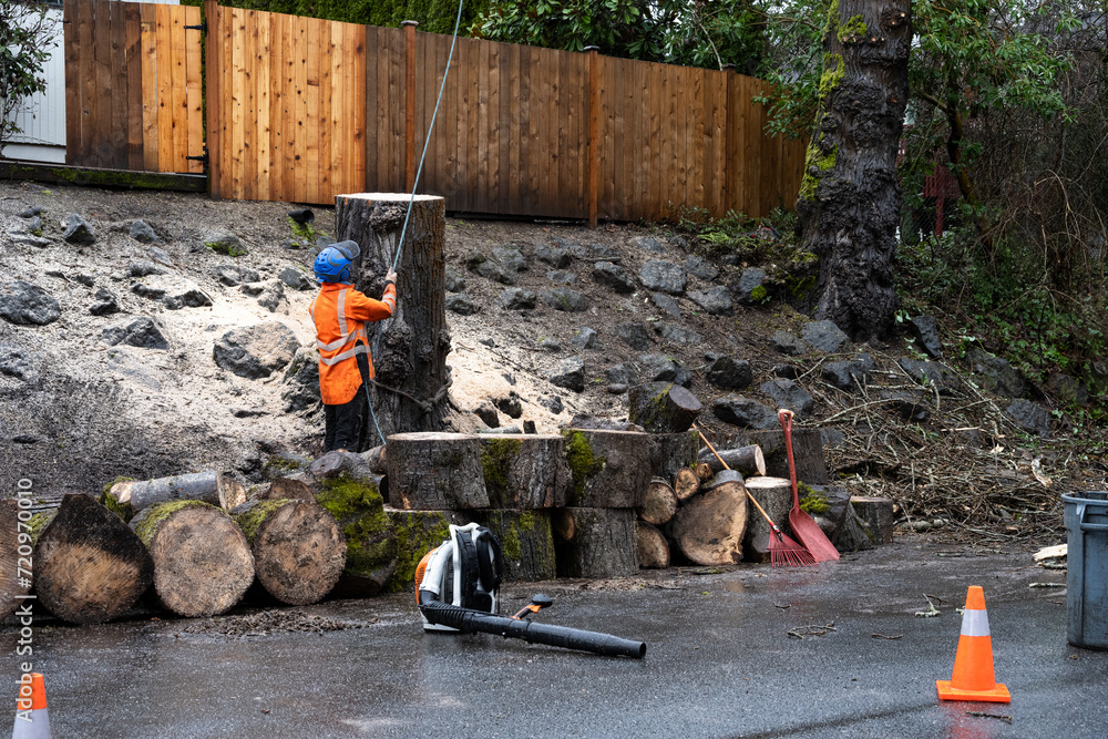 Safety worker holding a rope and watching a professional tree cutter ...