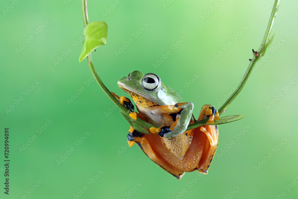 Tree frog on leaf, Gliding frog (Rhacophorus reinwardtii) sitting on ...
