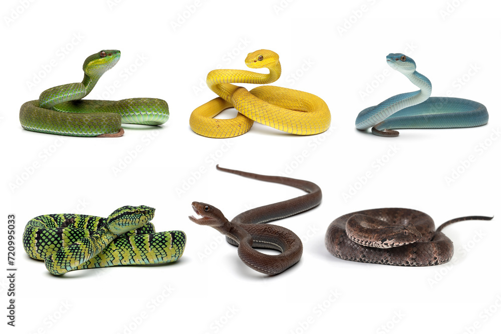 Indonesian pit viper group on isolated background, Indonesin pit vipet ...
