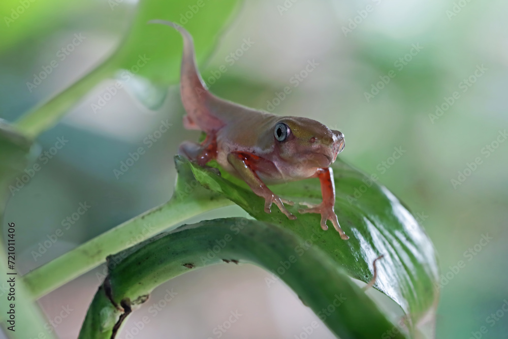 Metamorphosis tadpole of a Tiger-Legged Monkey Frog (Phyllomedusa ...