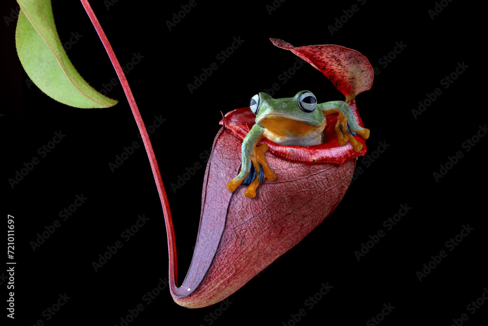 Gliding frog (Rhacophorus reinwardtii) wait for insects to land on ...