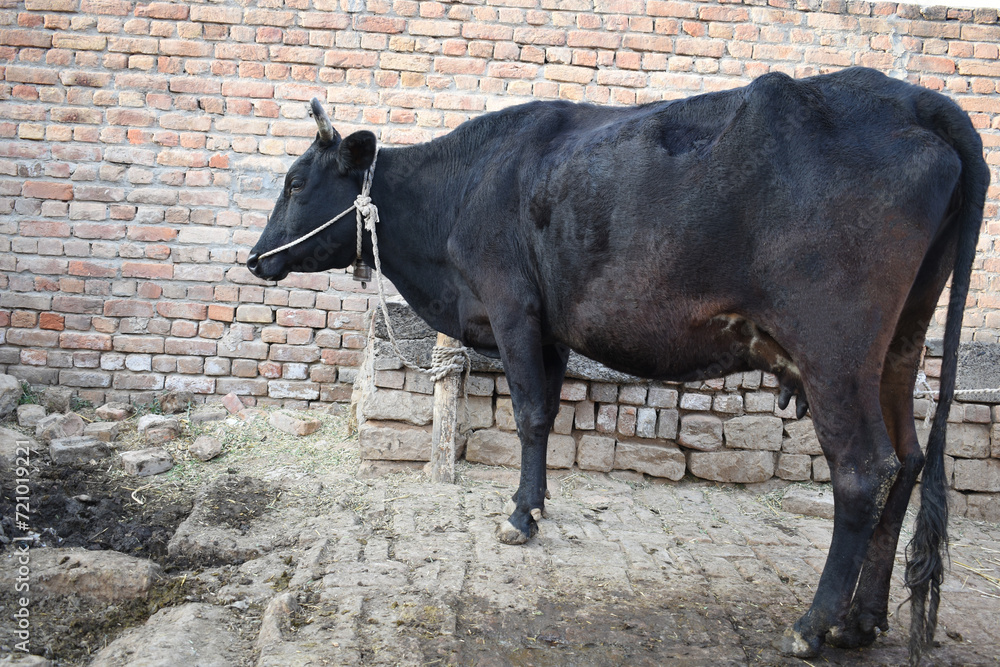 Village home Beautiful cow standing, cow standing in village home, milk ...