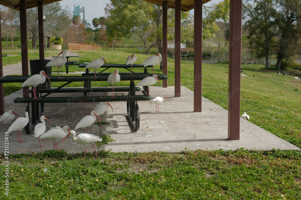 Multiple White Ibis with Red legs under a brown overed park picnic ...
