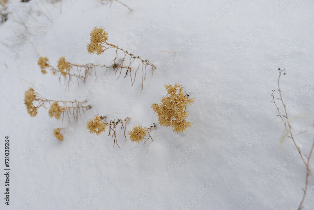Rabbitbrush, aka rubber rabbitbrush, grey rabbitbrush, or chamisa gone ...