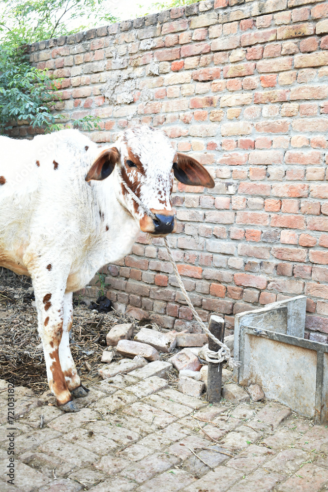 Village home Beautiful cow standing, cow standing in village home, milk ...