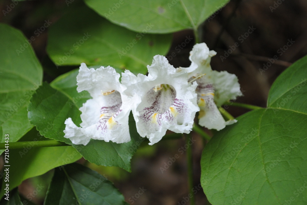 Cluster of white and purple catalpa tree flowers. Also known as catawba ...