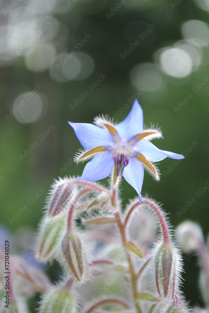 Borage, aka starflower, latin name Borago officinalis. A beautiful blue ...