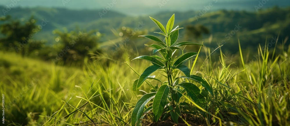Observing an elevated Aerva lanata plant in a grassy region; a useful ...