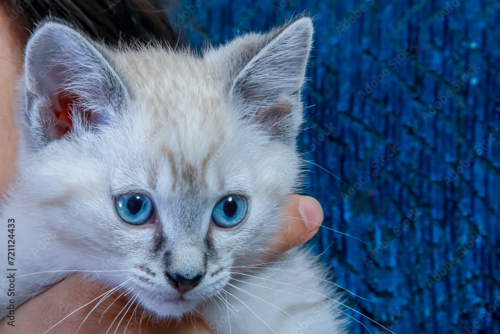 A close to a Siamese kitten, Colorpoint Shorthair, cross between a ...