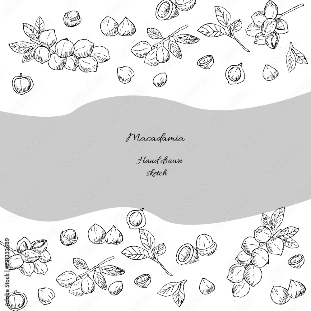 Hand Drawn Template or banner of Macadamia nuts on branch. Vector ...