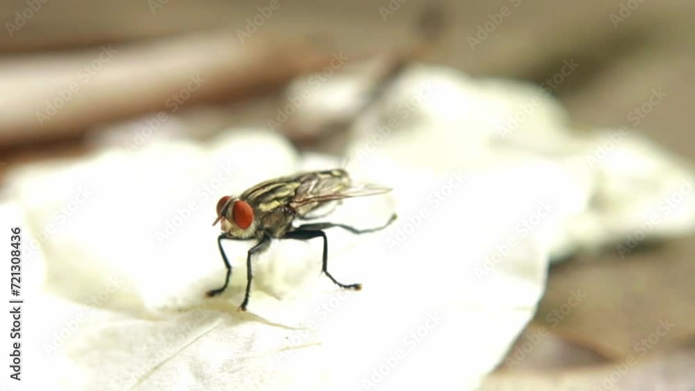 Musca domestica or housefly called housefly is a species of insect that ...