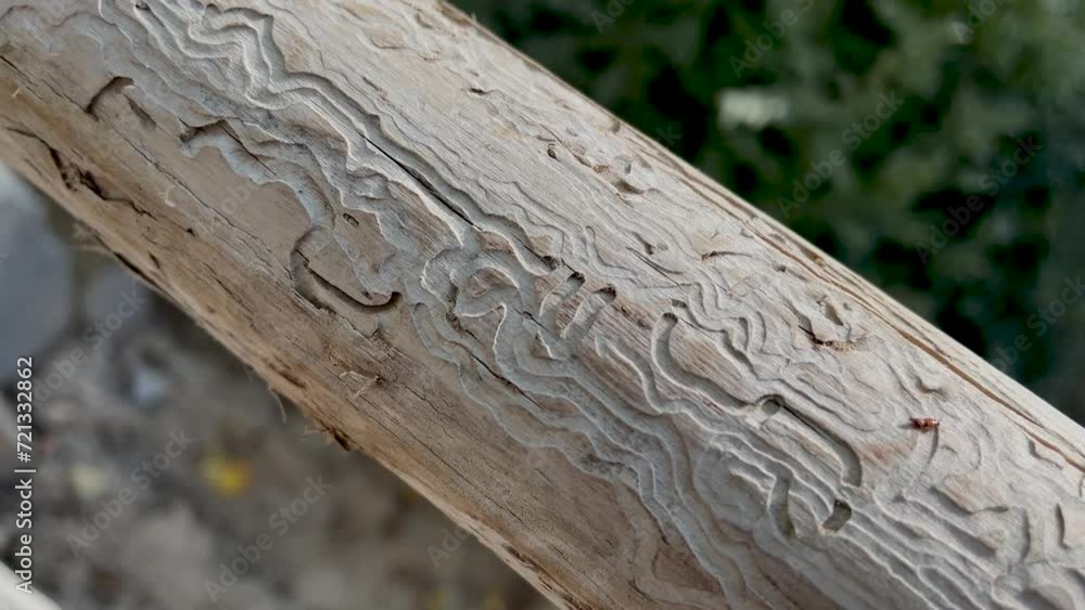 Wood worm corridors under infection bark of pine tree close-up. Imprint ...