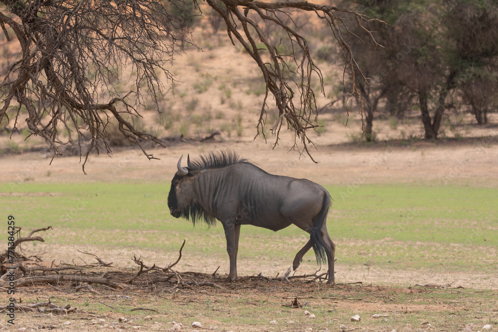 Blue wildebeest, common wildebeest, white-bearded gnu or brindled gnu ...