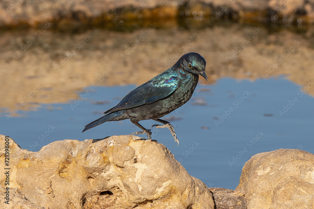 Cape starling, red-shouldered glossy-starling, Cape glossy starling ...