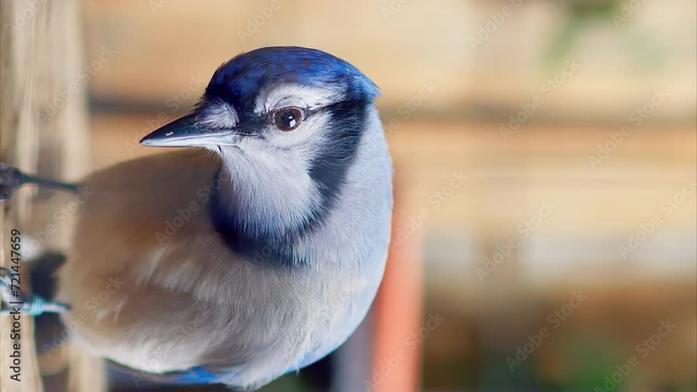Close-up of blue jay unique bird breed vertical video close-up Blue jay ...