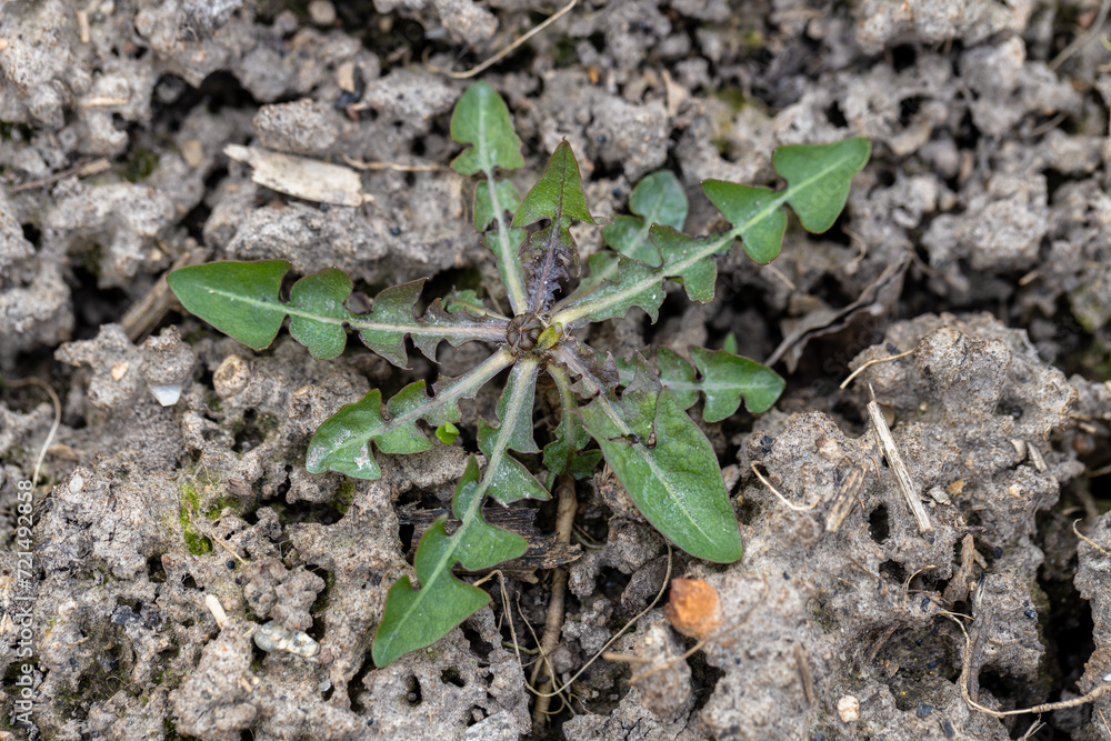 Dandelion first leaves formed in a circle. Spring sprouts of dandelion ...