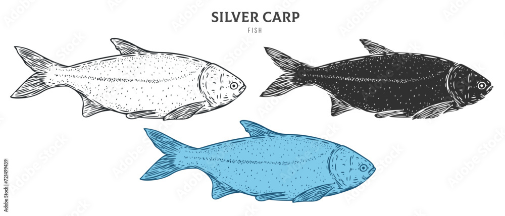 Hand drawn silver carp fish isolated on white background. Set cartoon ...