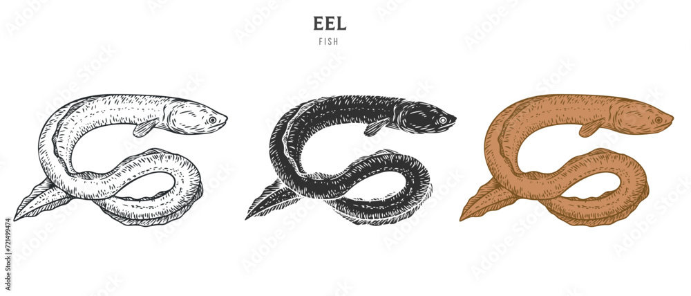 Hand drawn eel fish isolated on white background. Set cartoon element ...