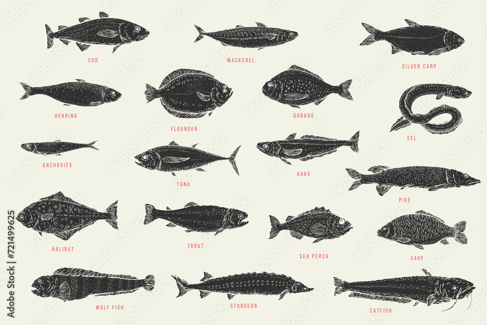 Set monochrome hand draw fish. Catfish, sturgeon, wolffish, carp, sea ...