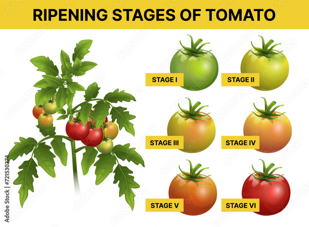 Ripening Stages Of Tomato Agricultural Biological Infographic Ripening Stages Of Tomato Agricultural Biological Infographic