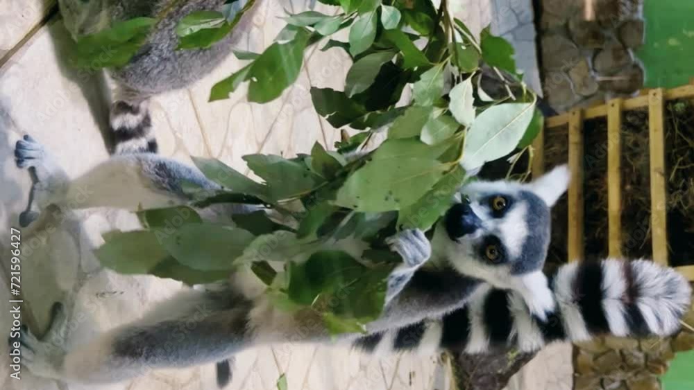 Lemurs live behind a cage in a zoo. A ring-tailed lemur stands on a ...