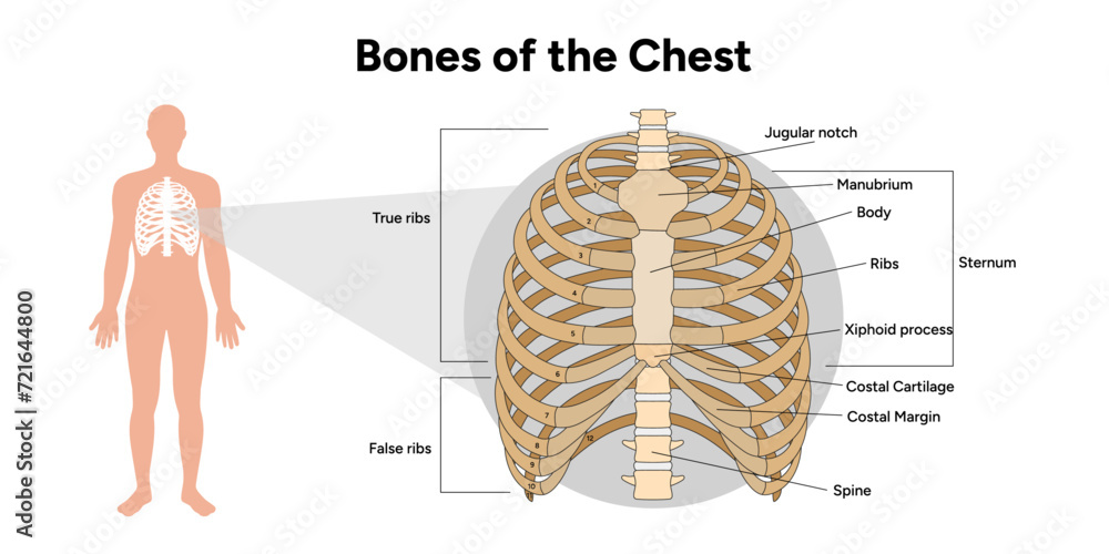 Bones of the chest human anatomy diagram x-infographic Stock Vector ...
