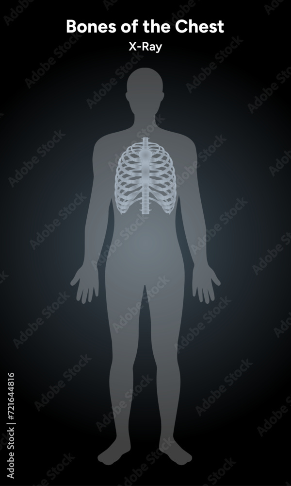 Bones of the chest human anatomy diagram x-ray Stock Vector | Adobe Stock