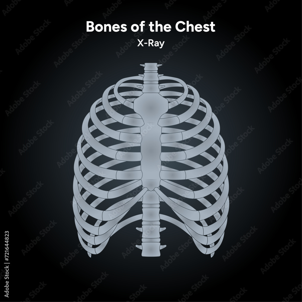 Bones of the chest human anatomy diagram x-ray Stock Vector | Adobe Stock