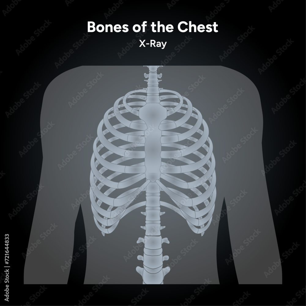 Bones of the chest human anatomy diagram x-ray Stock Vector | Adobe Stock