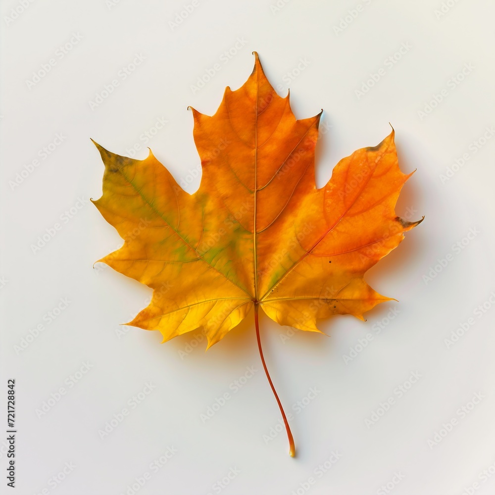 single leaf laying white surface red gold dataset gray orange colors ...