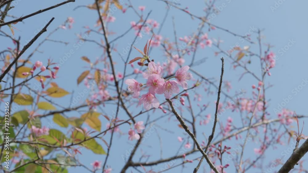 beautiful Nang Phaya Sua Krong tree spring pink blossoms under pure ...