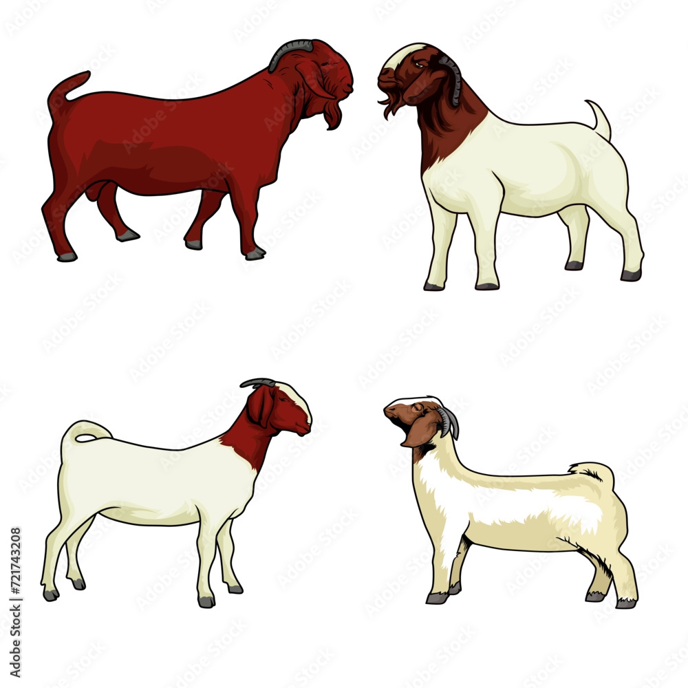 boer livestock contest goat standing, boer goat for livestock show ...