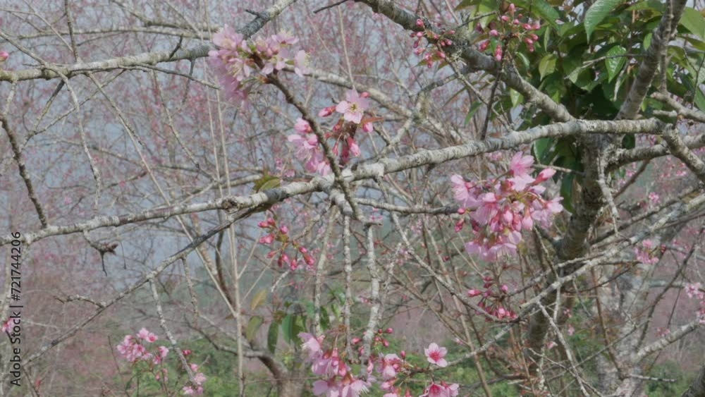 beautiful Nang Phaya Sua Krong tree spring pink blossoms under pure ...