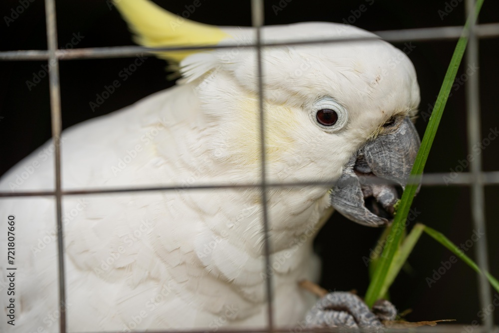 White cockatoo and corella perched in a gum tree in outback Australia ...