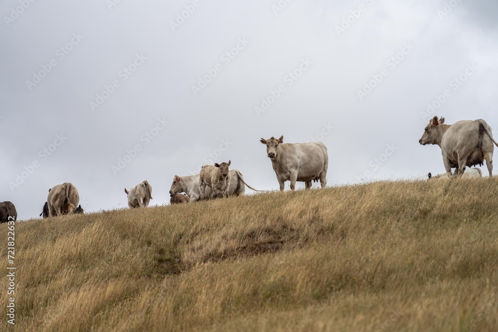 farm in outback Australia. Ranch worker herding cattle and cows in a ...