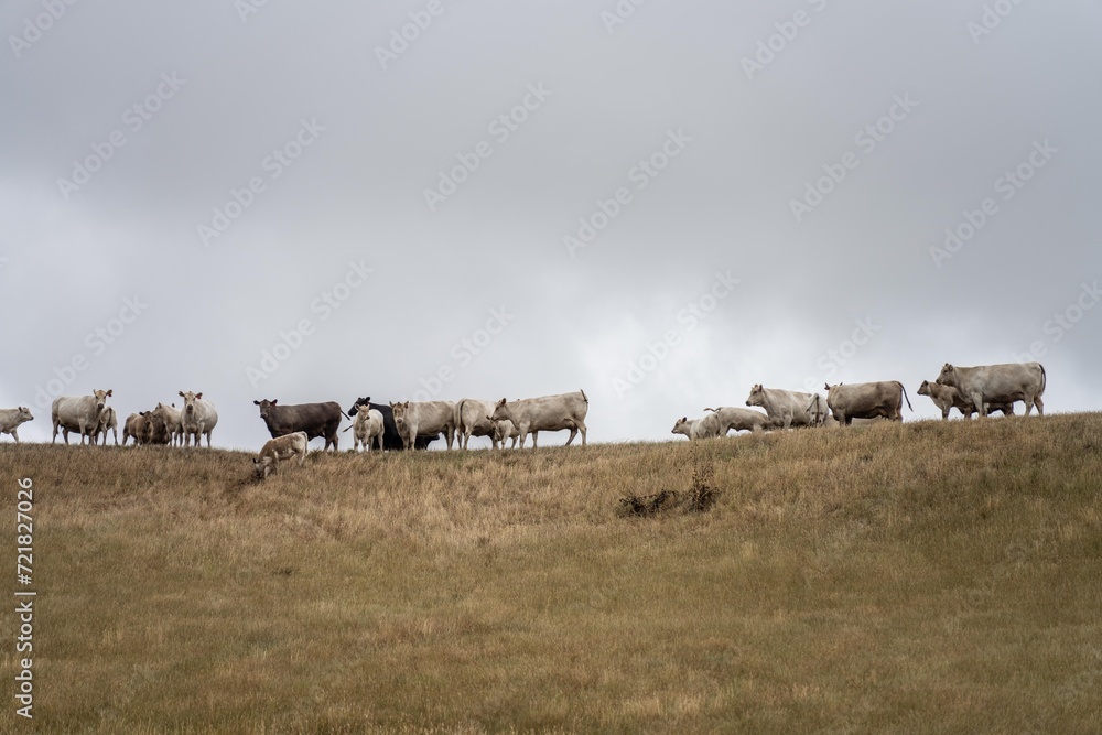 farm in outback Australia. Ranch worker herding cattle and cows in a ...