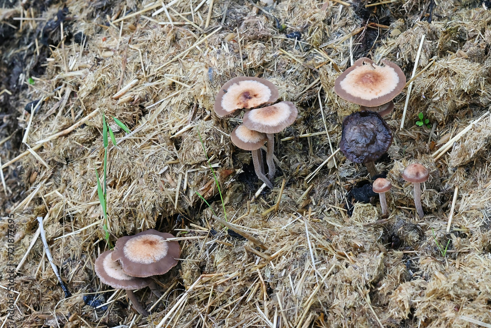 Weed Panaeolus, Panaeolus cinctulus, also known as banded mottlegill or ...