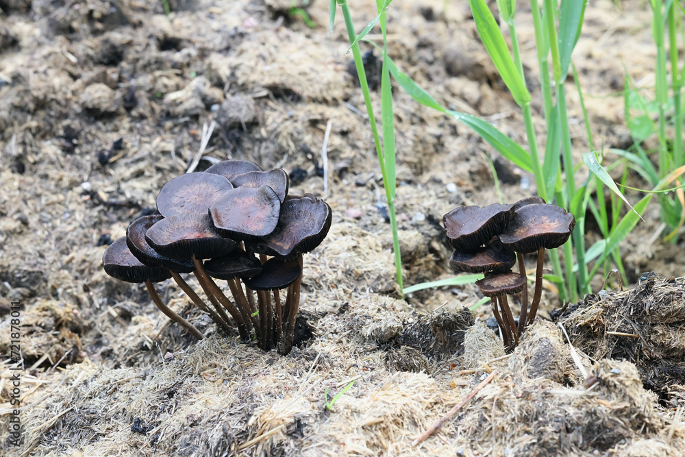 Banded mottlegill, Panaeolus cinctulus, also known as weed Panaeolus or ...