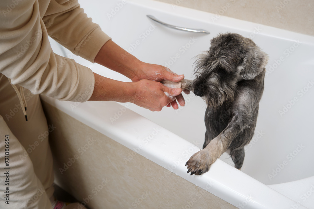 Woman washing paw her dog in the bathtub at home, closeup Stock Photo ...