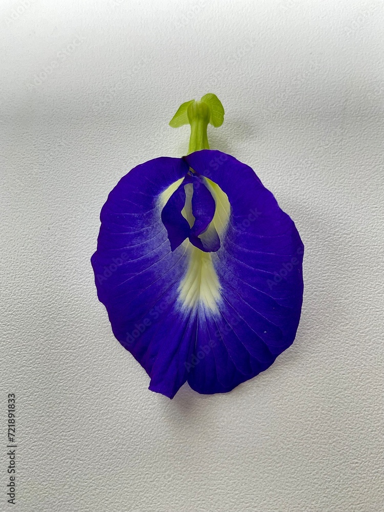 Butterfly pea or cordofan pea (Clitoria ternatea) on white background ...