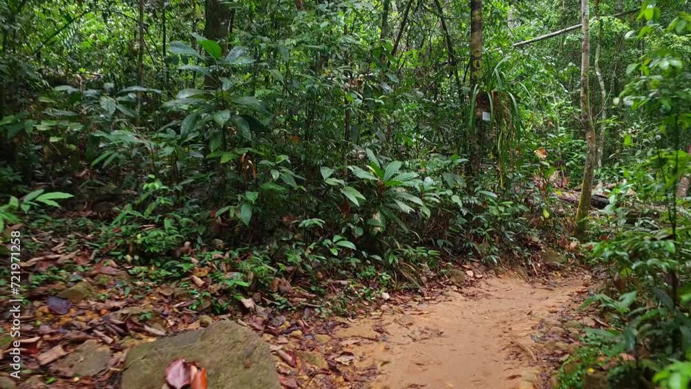 Serene Nature Escape: Find solace in the tranquil beauty of tropical ...