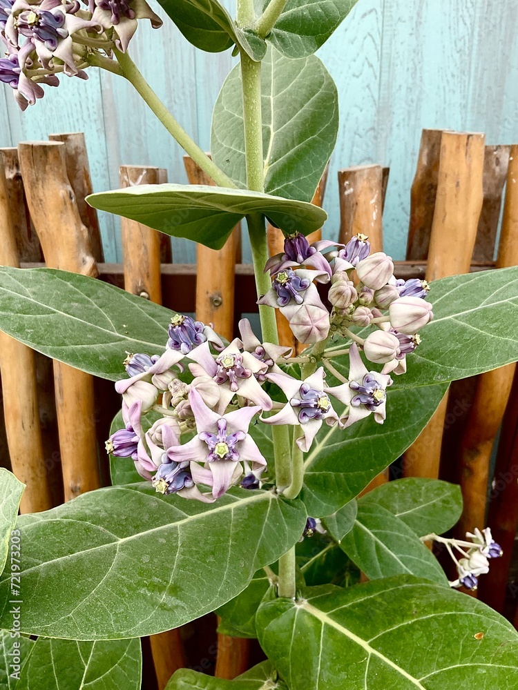 Biduri flowers or Widuri flower (Calotropis gigantea) with a purple ...