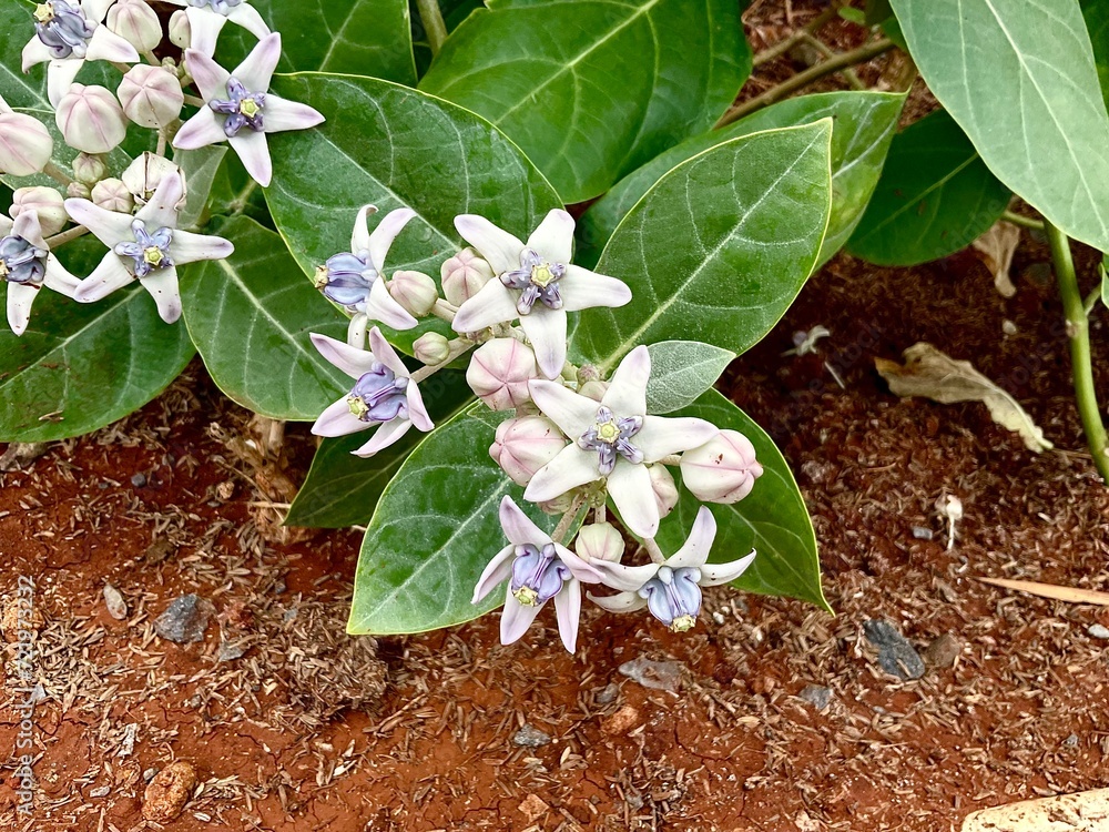 Biduri flowers or Widuri flower (Calotropis gigantea) with a purple ...